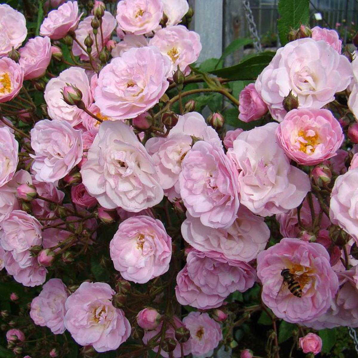 Rosa moschata Heavenly Pink LENnedi - Rosier arbustif remontant aux ...