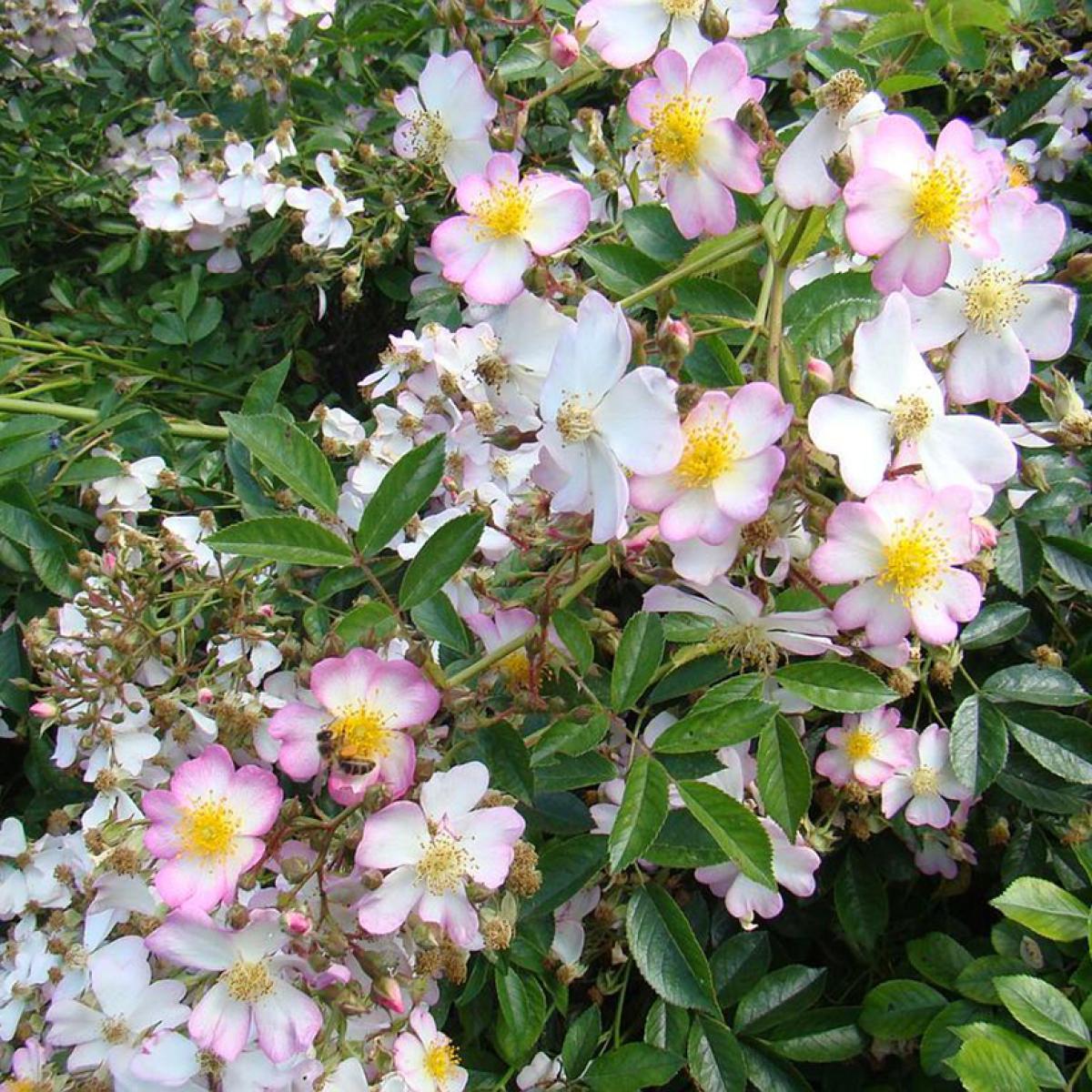 Rosier Robe Fleurie - Couvre-sol remontant, très florifère, en bouquets ...