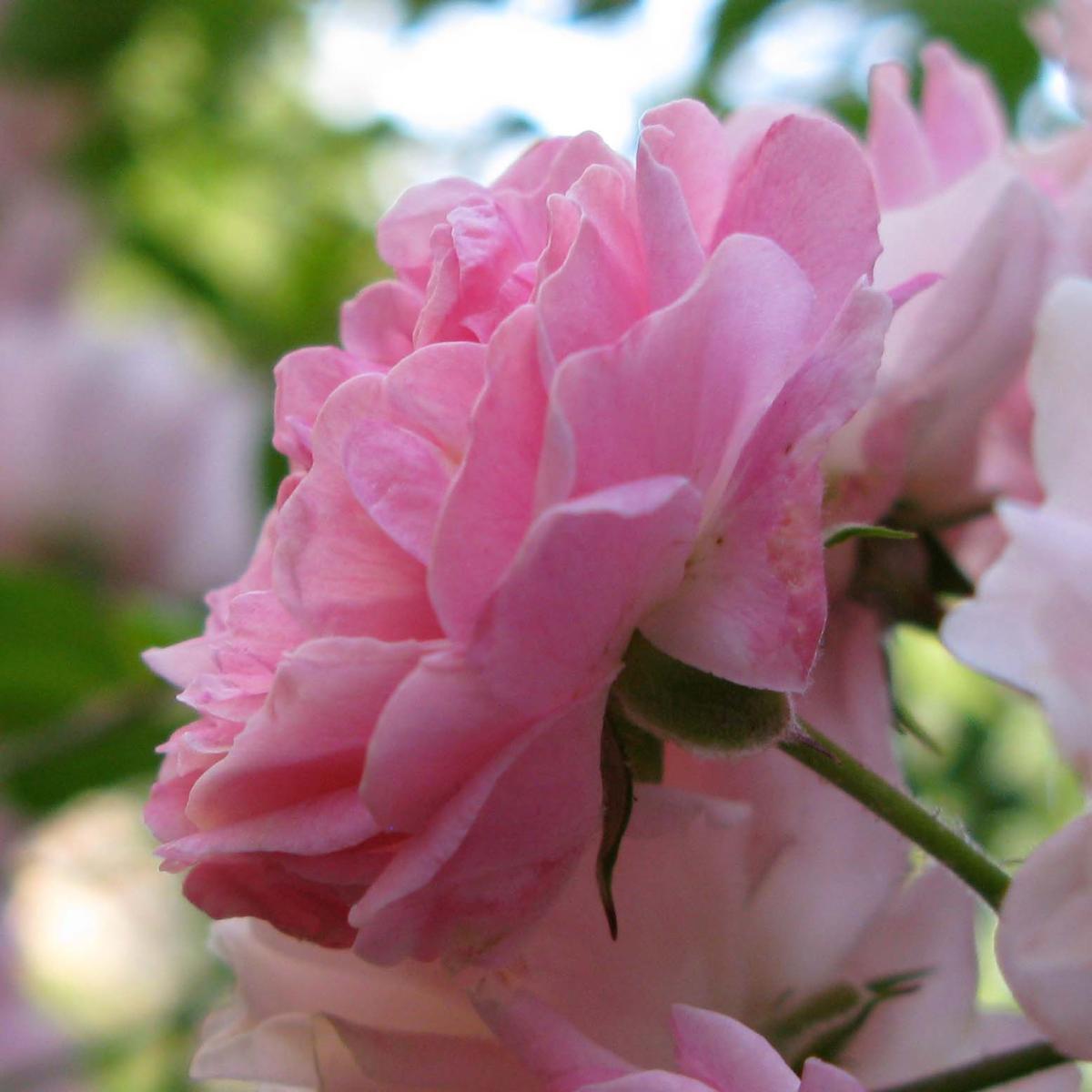 Rosa Seven Sisters Rose - Rosier grimpant aux fleurs de 7 couleurs, du ...