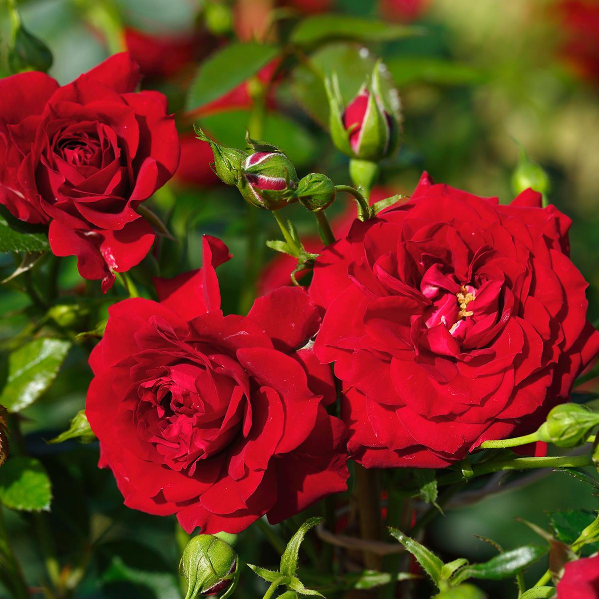Rosier grimpant Starlet Rose Natalie - Mini grimpant à fleurs rouges ...