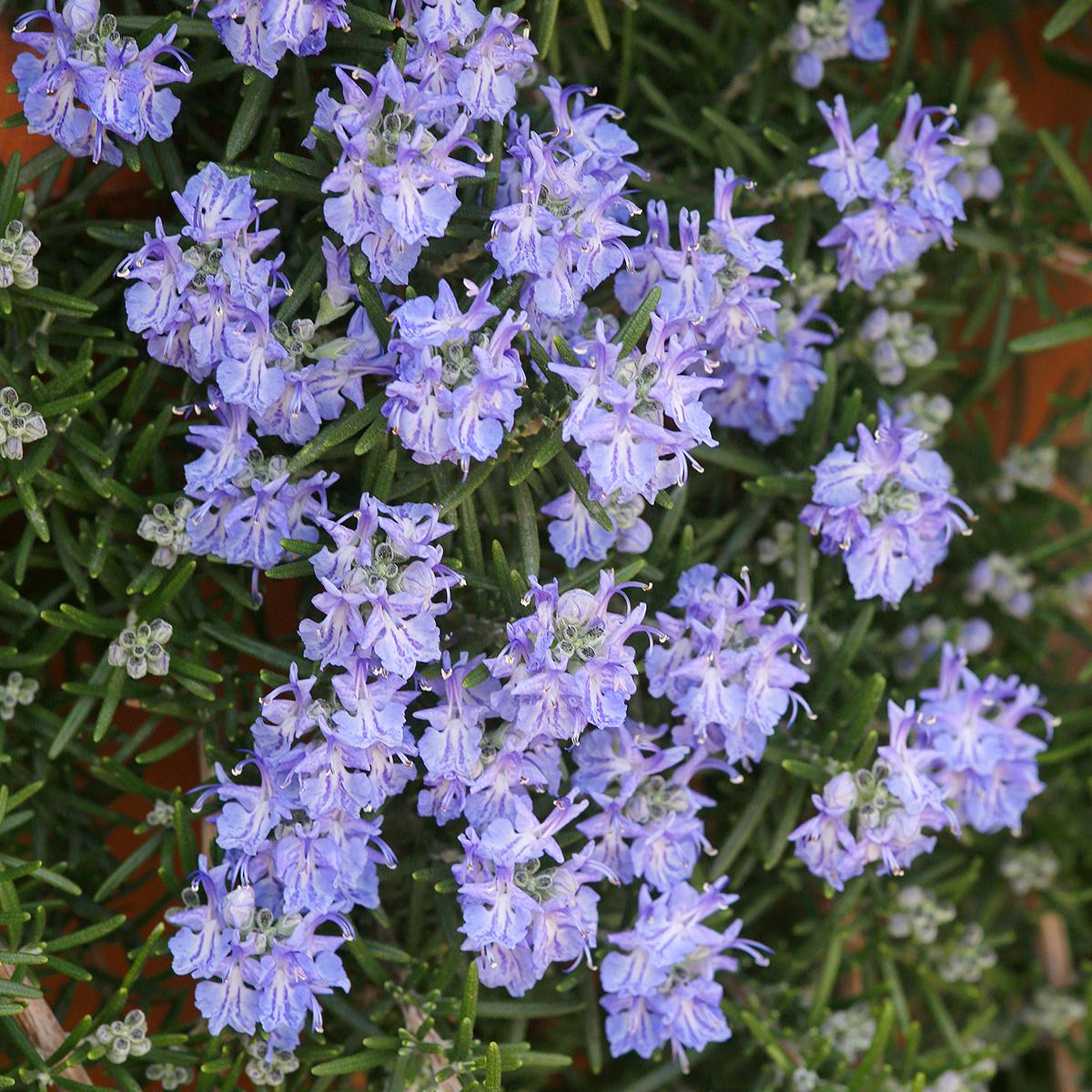 Romarin - Rosmarinus officinalis Corsican Blue - Variété rampante aux ...