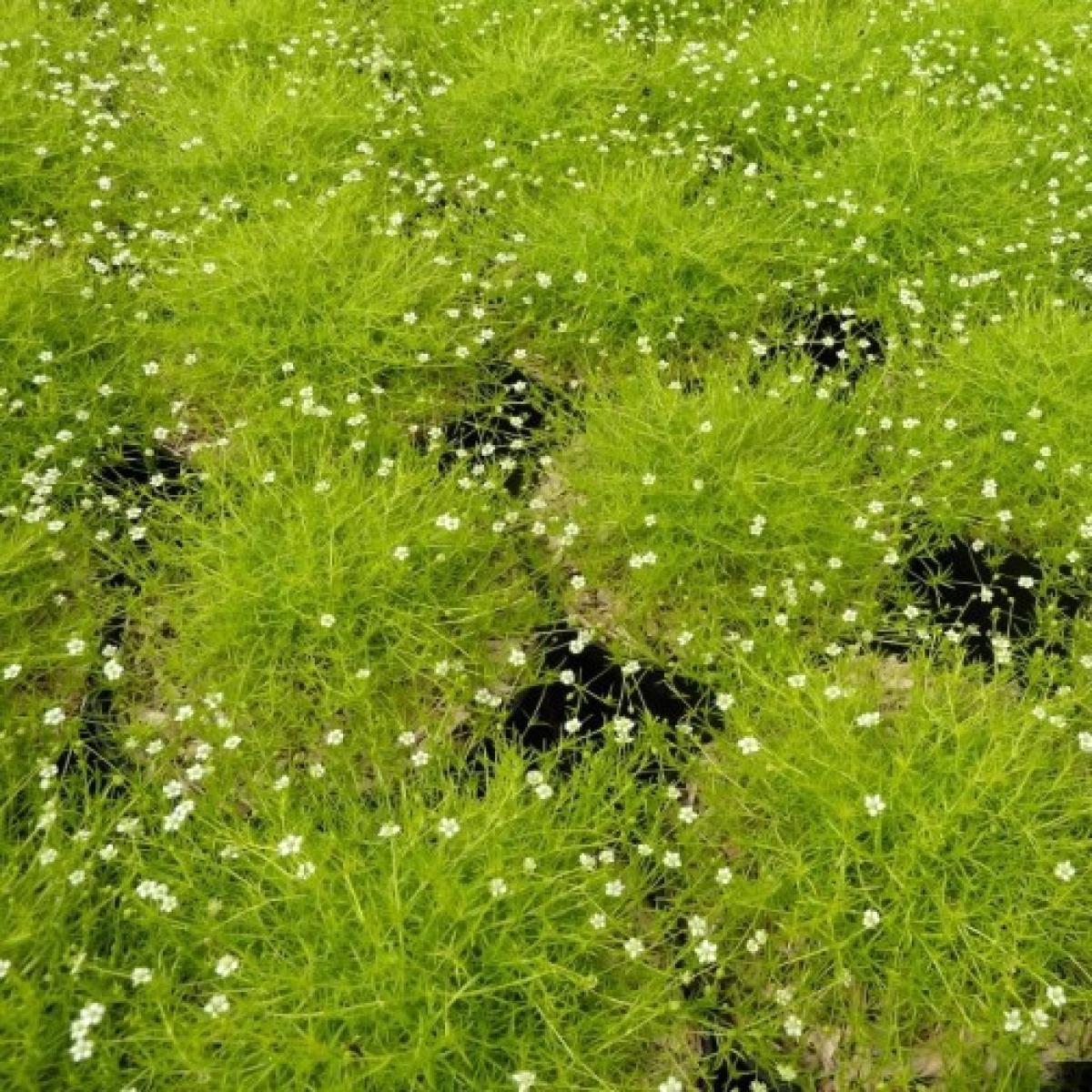 Sagina subulata Lime Moss - Sagine en forme de coussin doré