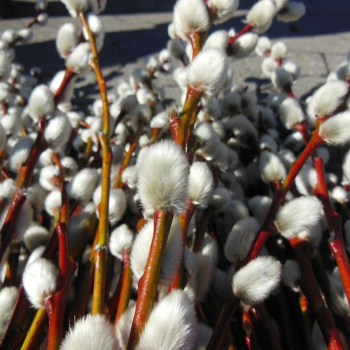 Saule marsault - Salix caprea, arbre indigène à chatons mâles argentés ...