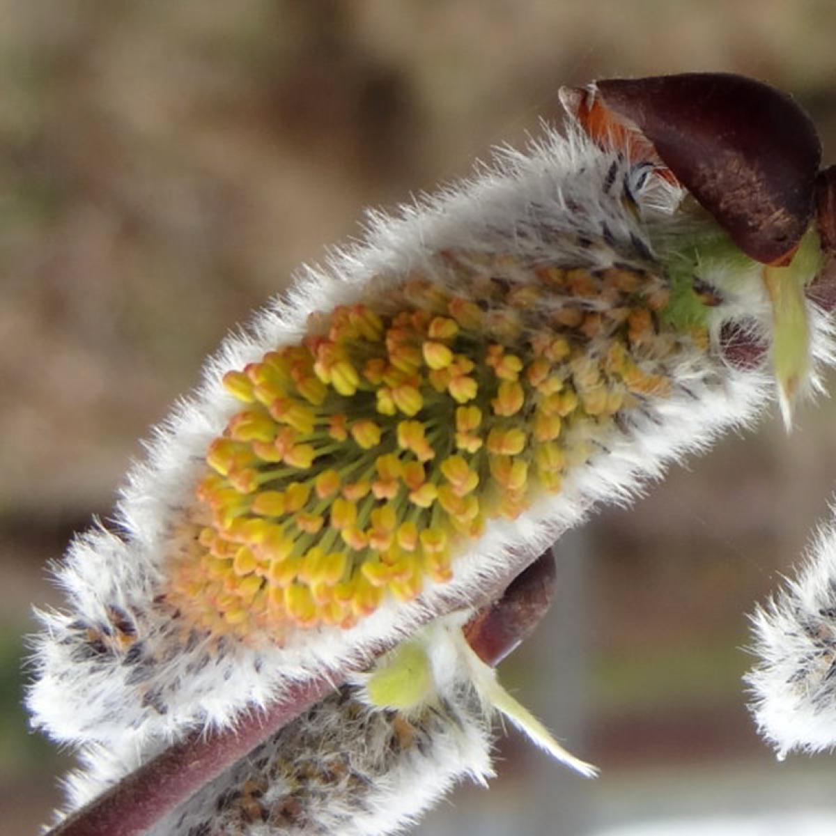 Salix caprea Gold-Bienenkätzchen - Saule marsault mâle à châtons mellifères