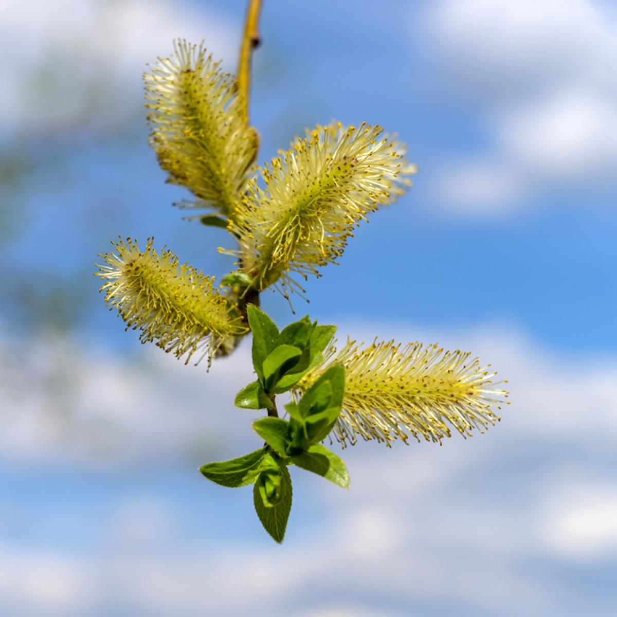 Salix fragilis - Saule fragile ou Saule rouge - Arbre caduc de sol humide