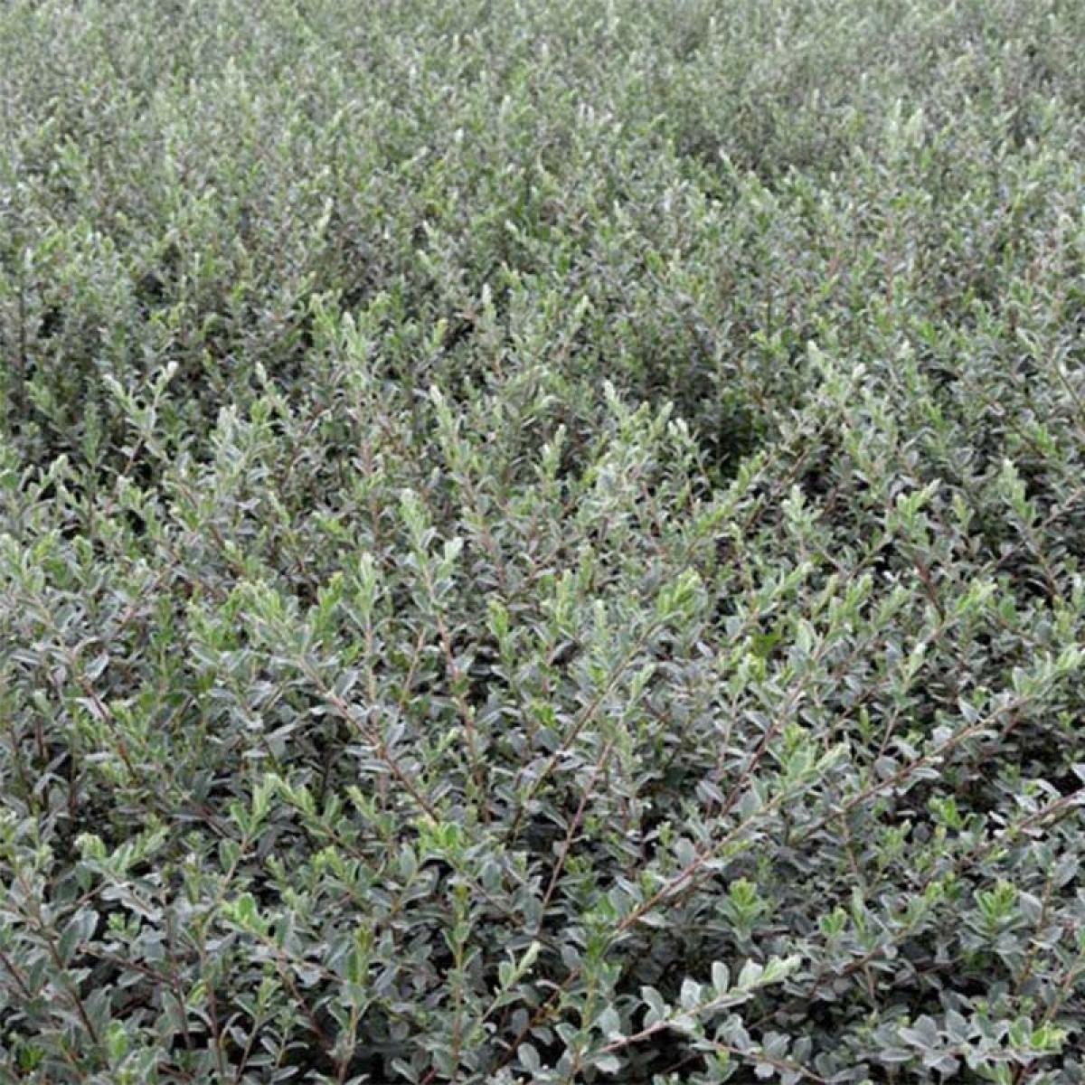 Salix repens Nitida - Saule rampant semi-pleureur à feuillage argenté