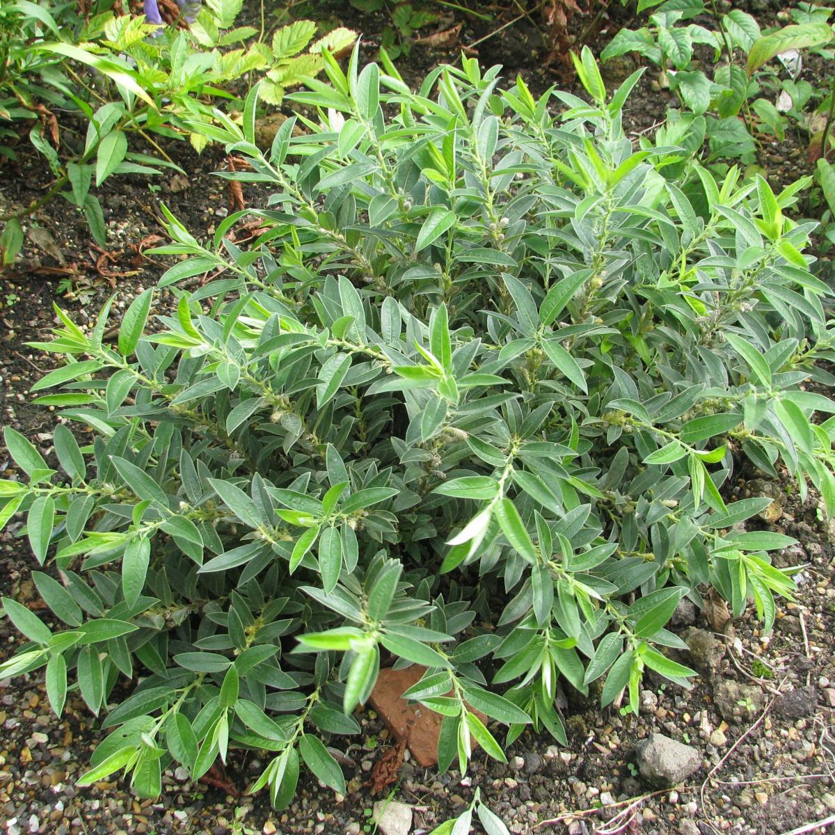 Salix subopposita - Saule nain, rare, à floraison gris-argenté à jaune doré