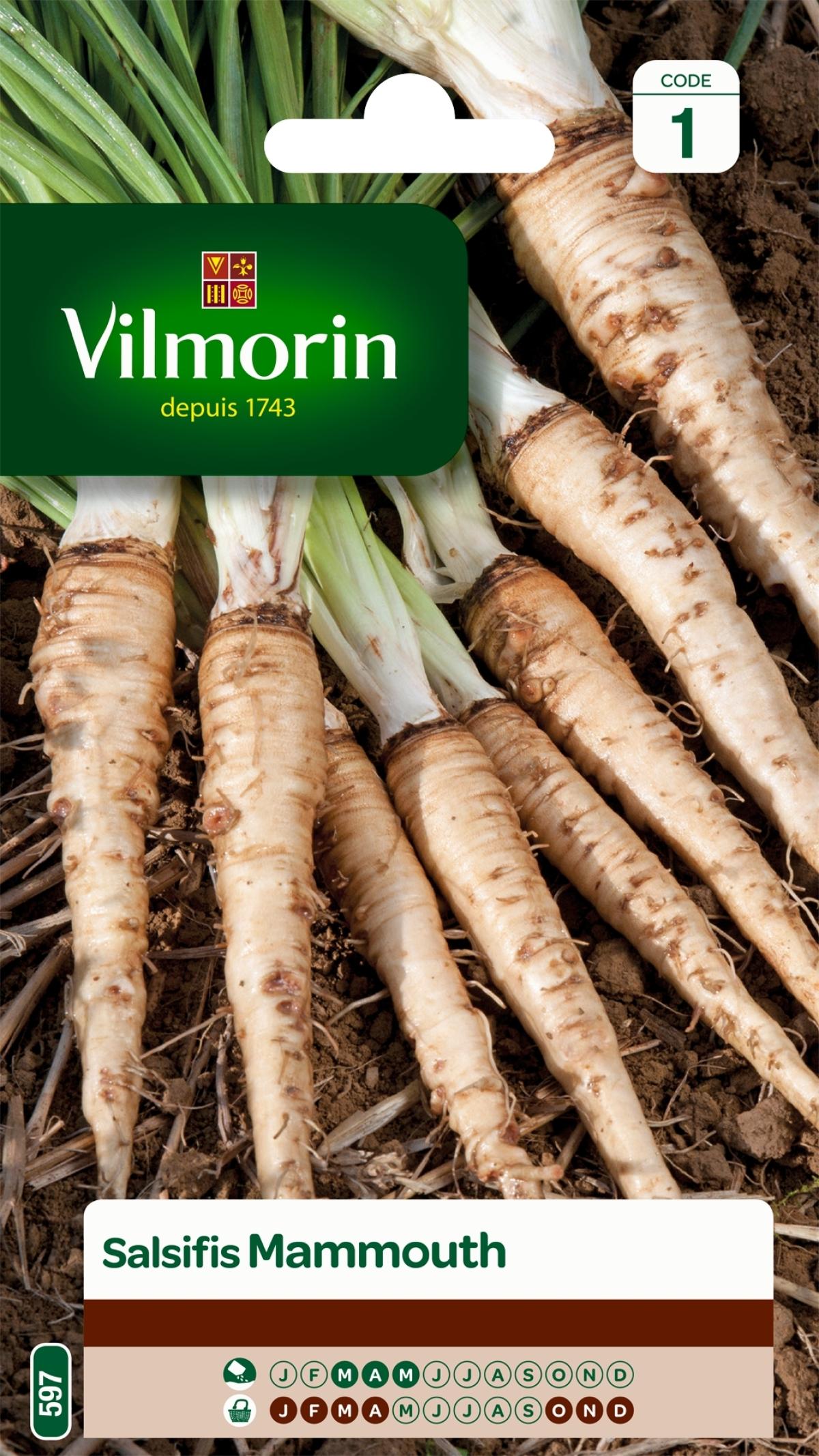 Salsifis Mammouth - Vilmorin - Graines de Salsifis - Salsifis cultivé ...