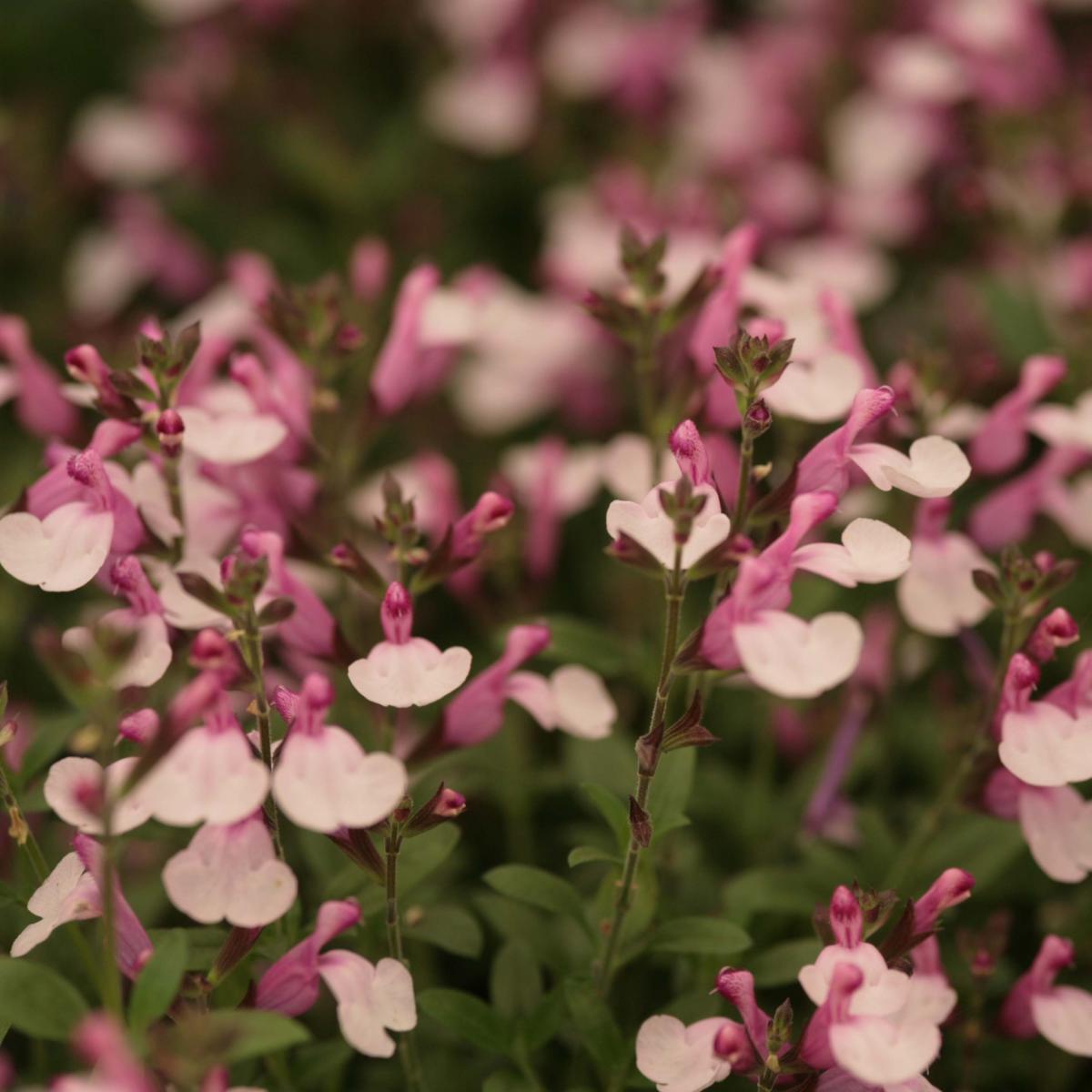 Salvia Dyson's Joy - une sauge arbustive à fleurs bicolores rose et blanc.
