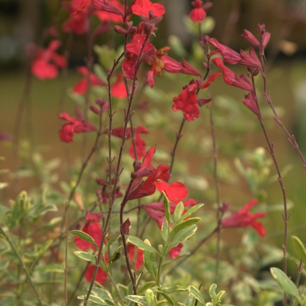 Salvia greggii Caramba - Sauge vivace panachée à fleurs rouges