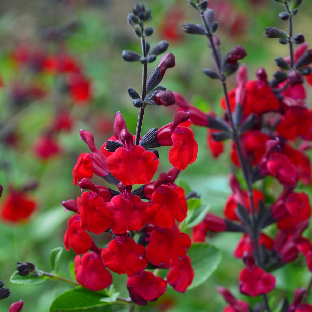 Salvia jamensis Reve Rouge - Sauge arbustive aux fleurs de belle taille ...