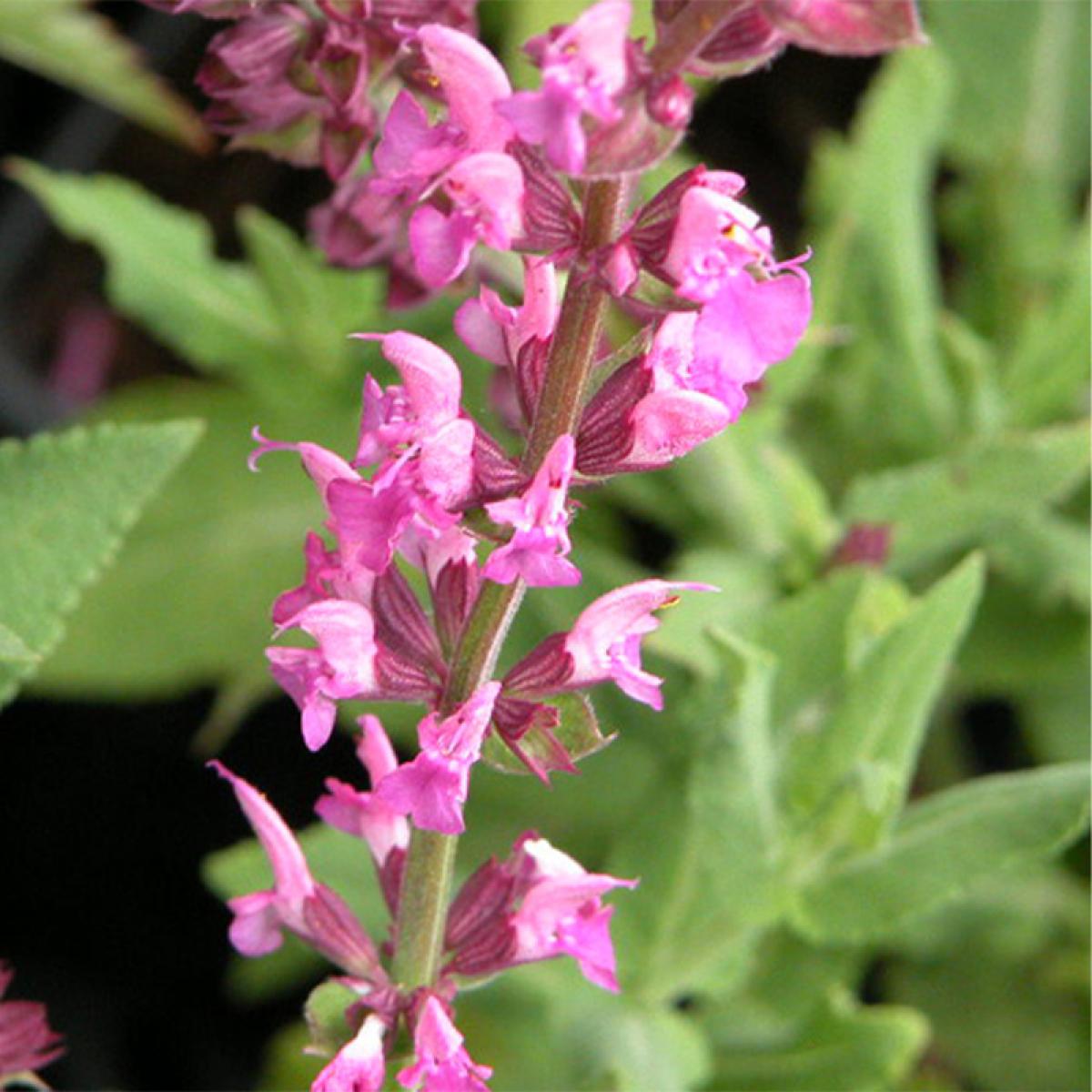 Salvia nemorosa Rose Queen ou Rosakönigin - Sauge des bois vivace à ...
