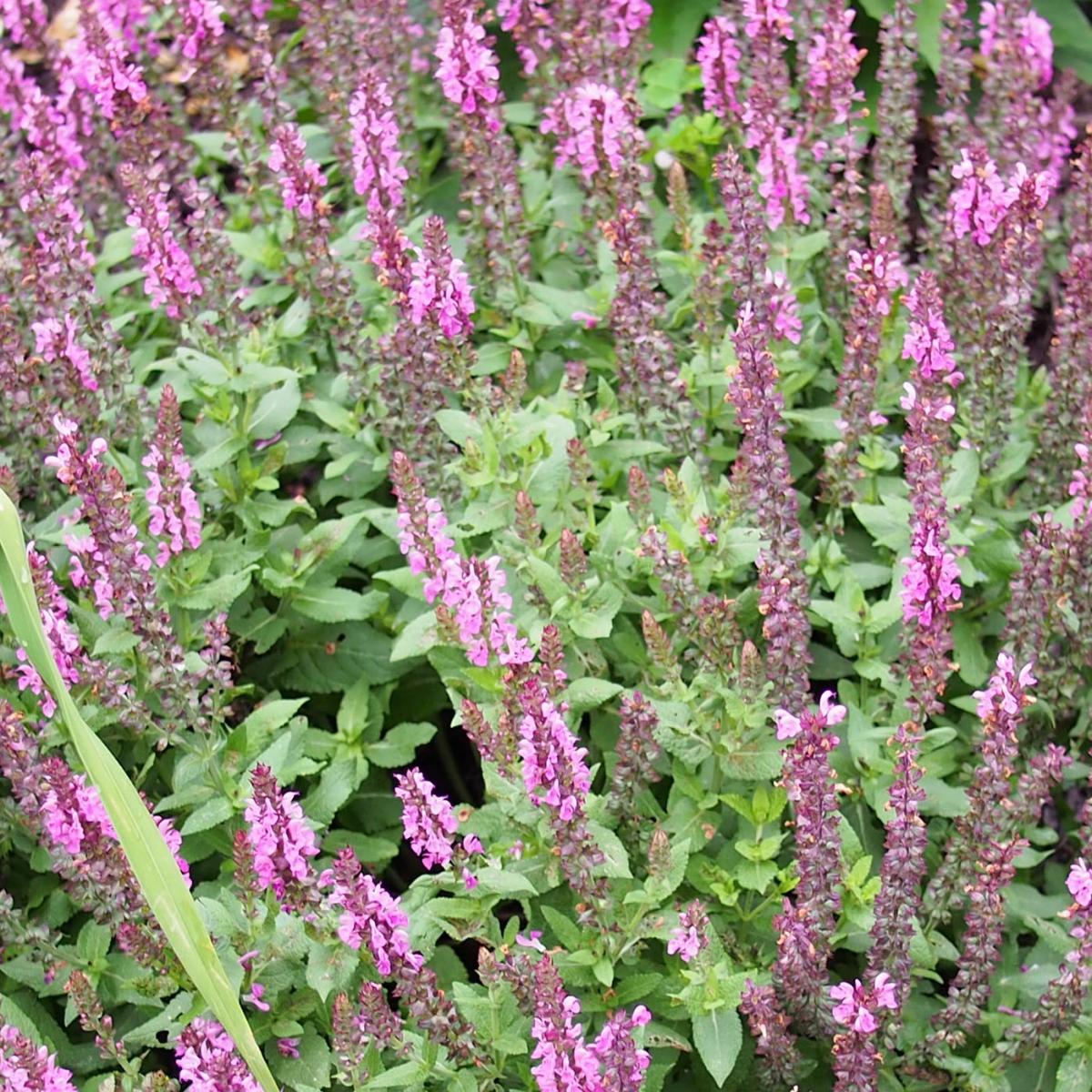Salvia nemorosa Sensation Rose - Sauge des bois - Vivace compacte à ...