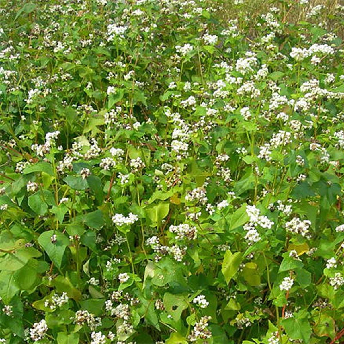 Sarrasin - Engrais vert à semer - Fagopyrum esculentum
