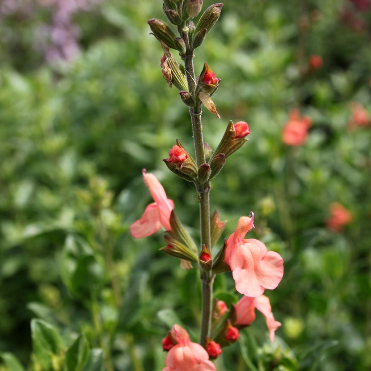 Salvia jamensis California Sunset - Sauge arbustive très florifère, à ...