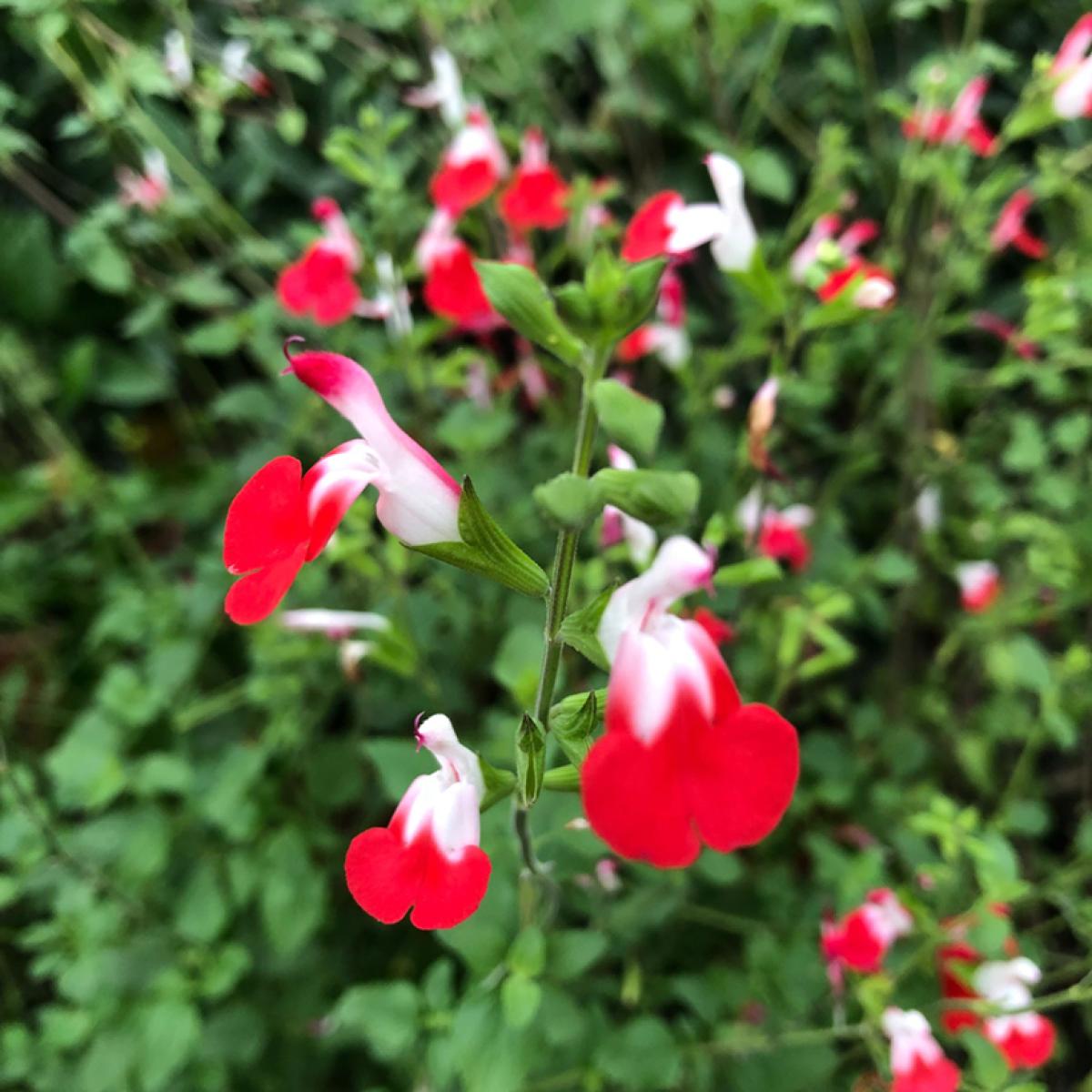 Salvia microphylla Hot Lips - Sauge de Gaham, arbustive, bicolore rouge ...