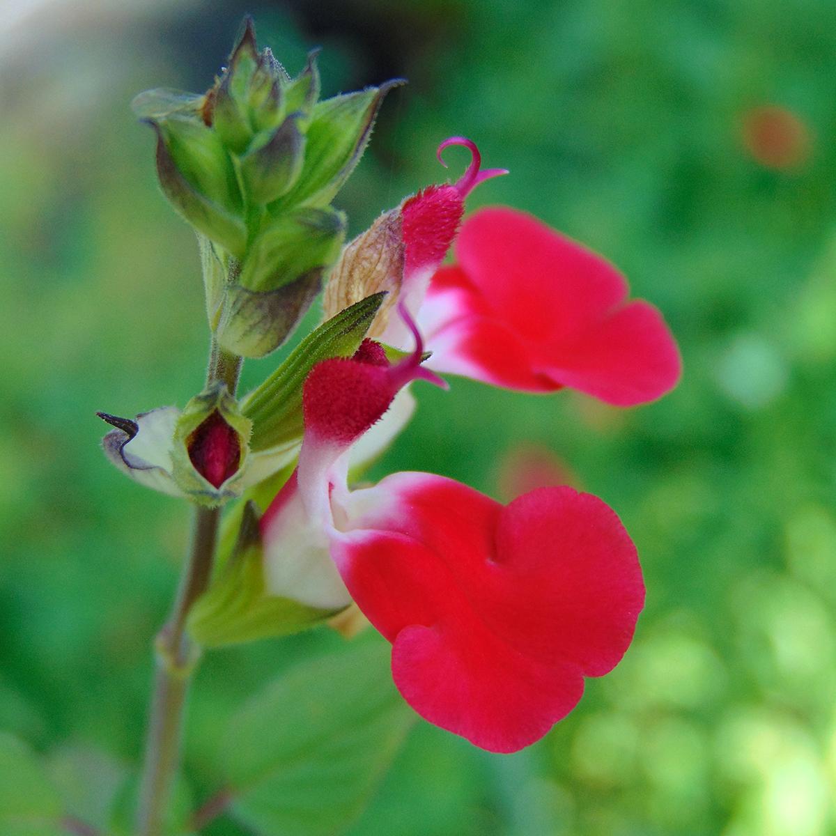 Salvia microphylla Hot Lips - Sauge de Gaham, arbustive, bicolore rouge ...