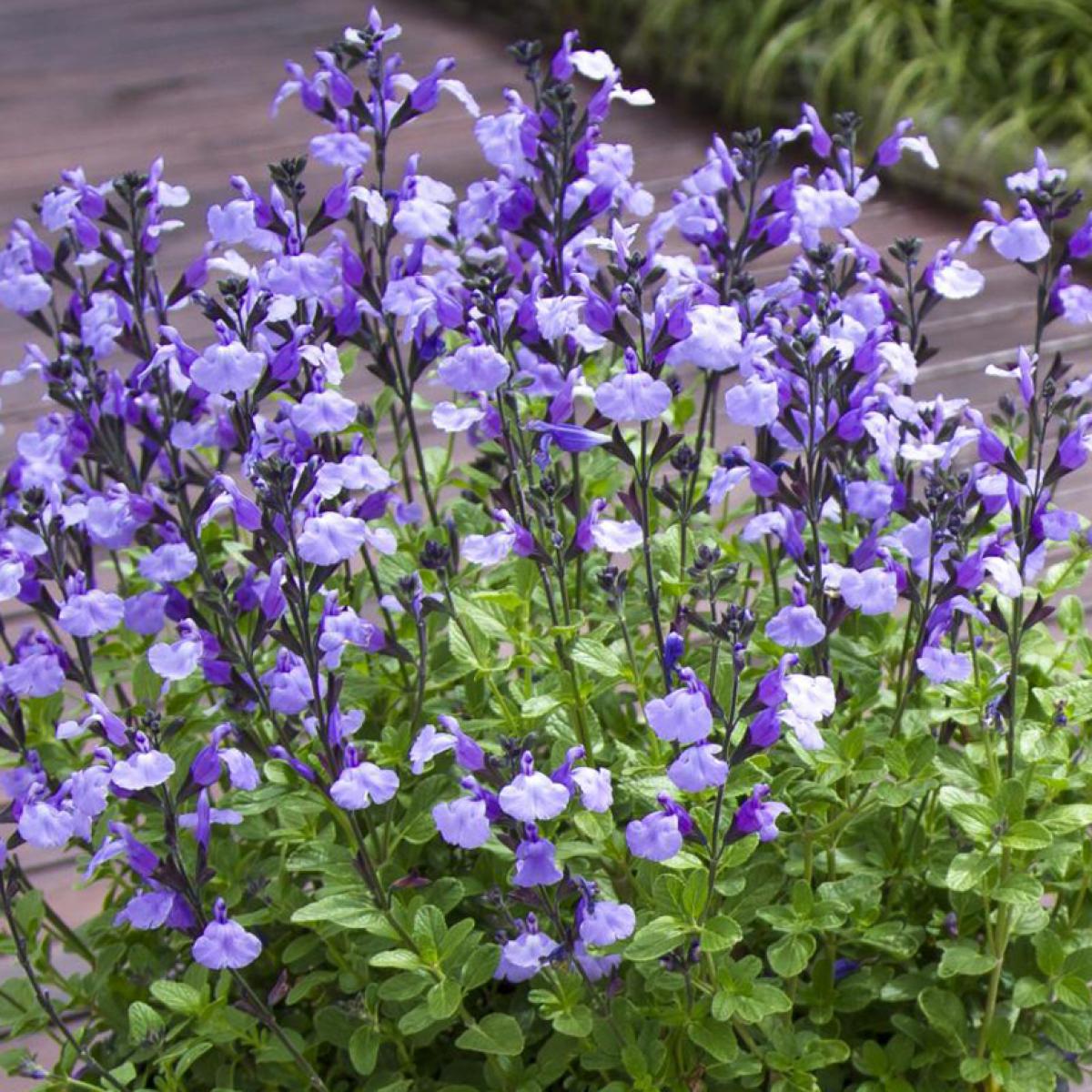 Salvia microphylla So Cool Pale Blue - Une sauge arbustive aux fleurs ...
