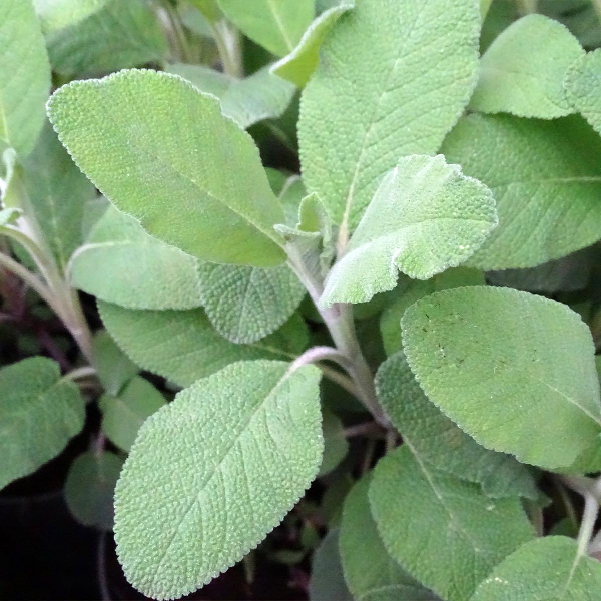 Sauge officinale Berggarten - Salvia officinalis - Un beau coussin ...