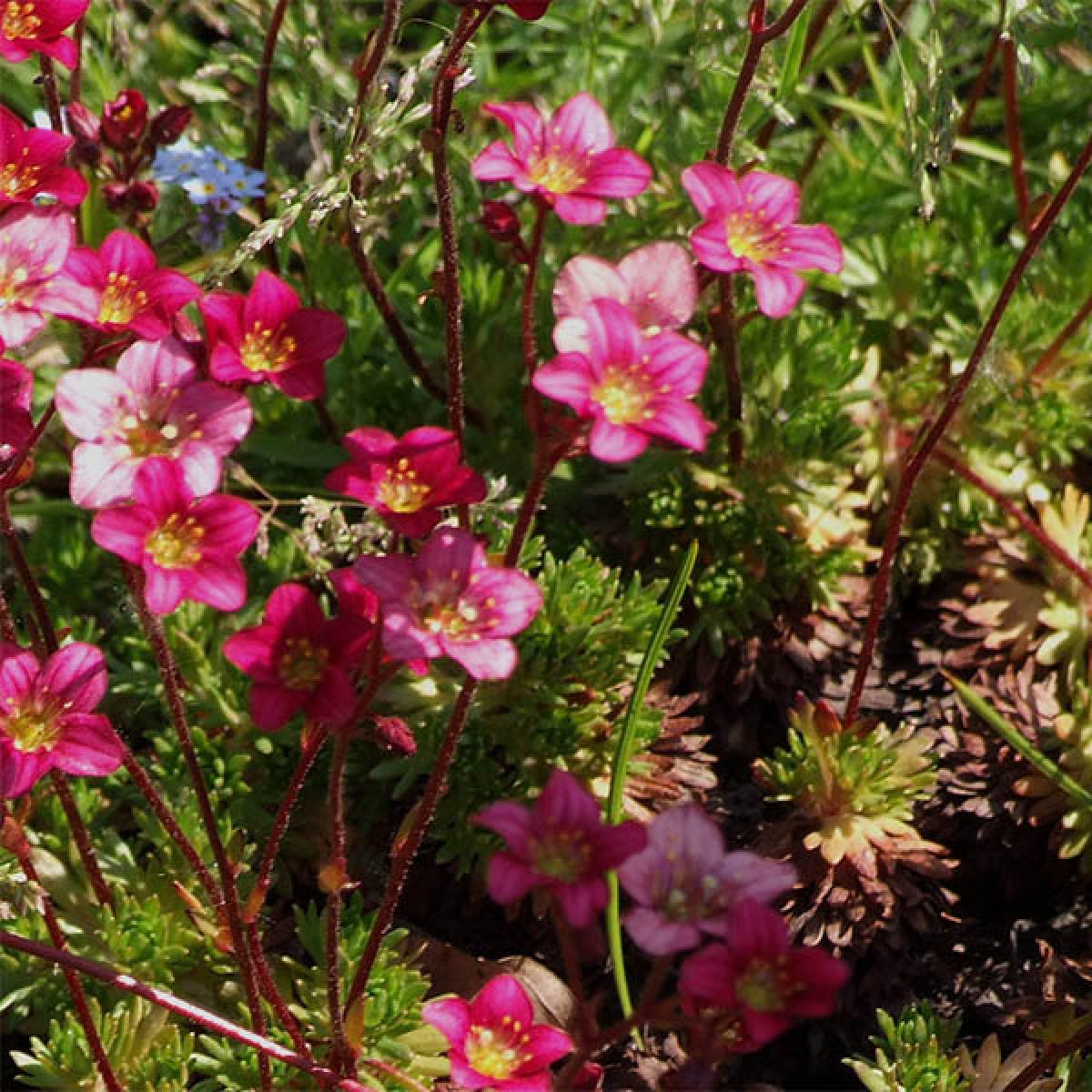 Saxifrage mousse Pixie - Un couvre sol vivace à délicates fleurs roses