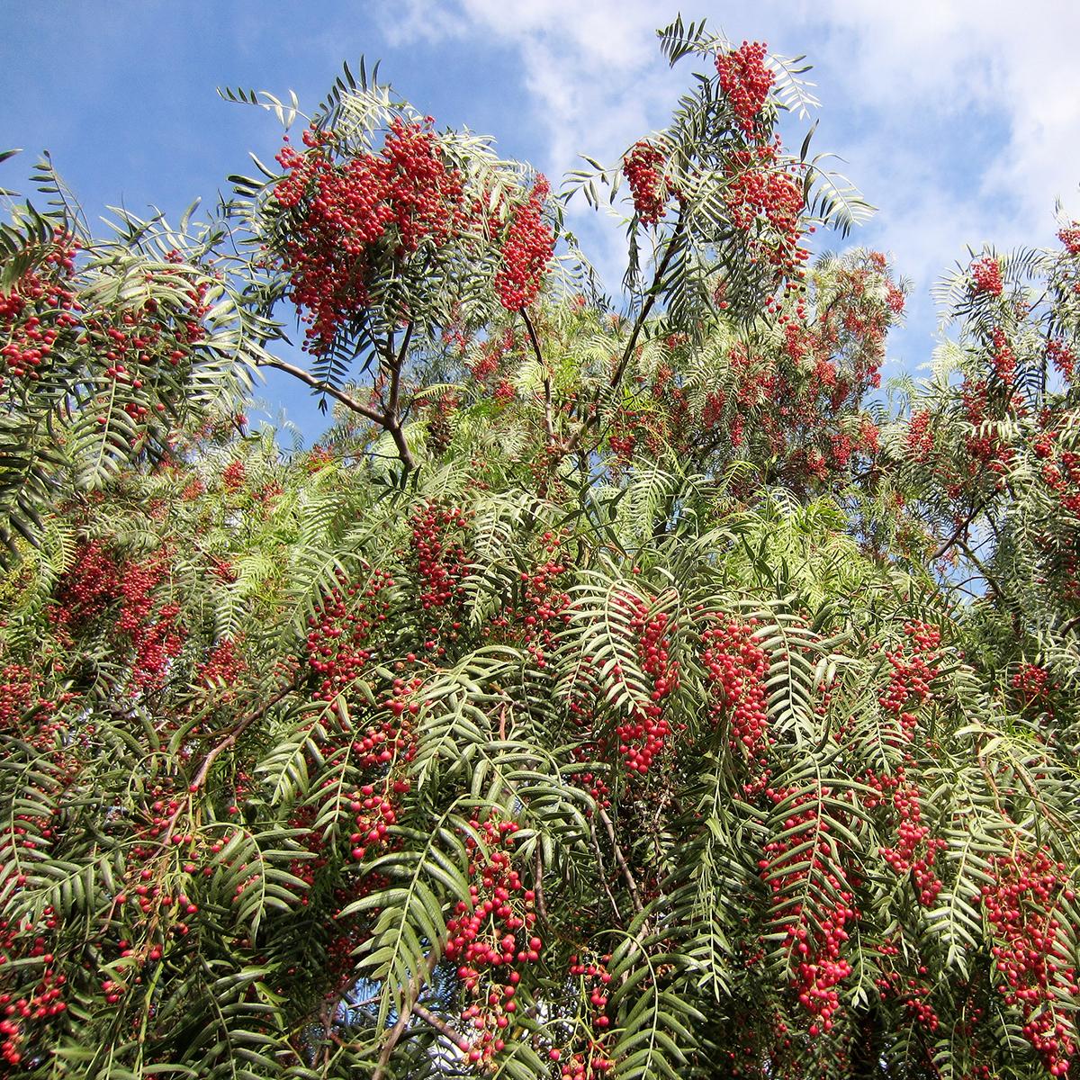 Schinus molle - Faux-poivrier, petit arbre à feuillage et fruits décoratifs