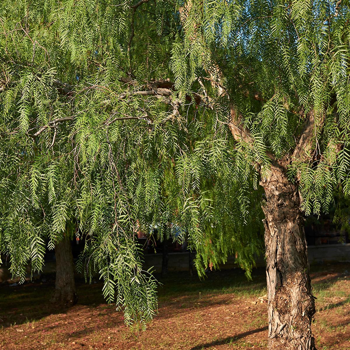 Schinus molle - Faux-poivrier, petit arbre à feuillage et fruits décoratifs