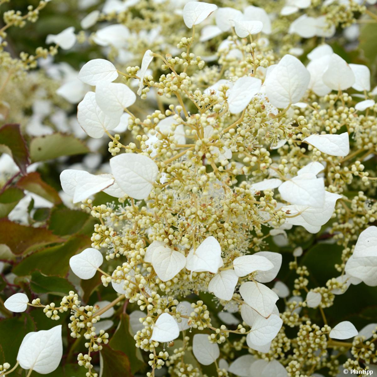 Schizophragma hydrangeoides Snow Sensation - Faux Hortensia grimpant ...