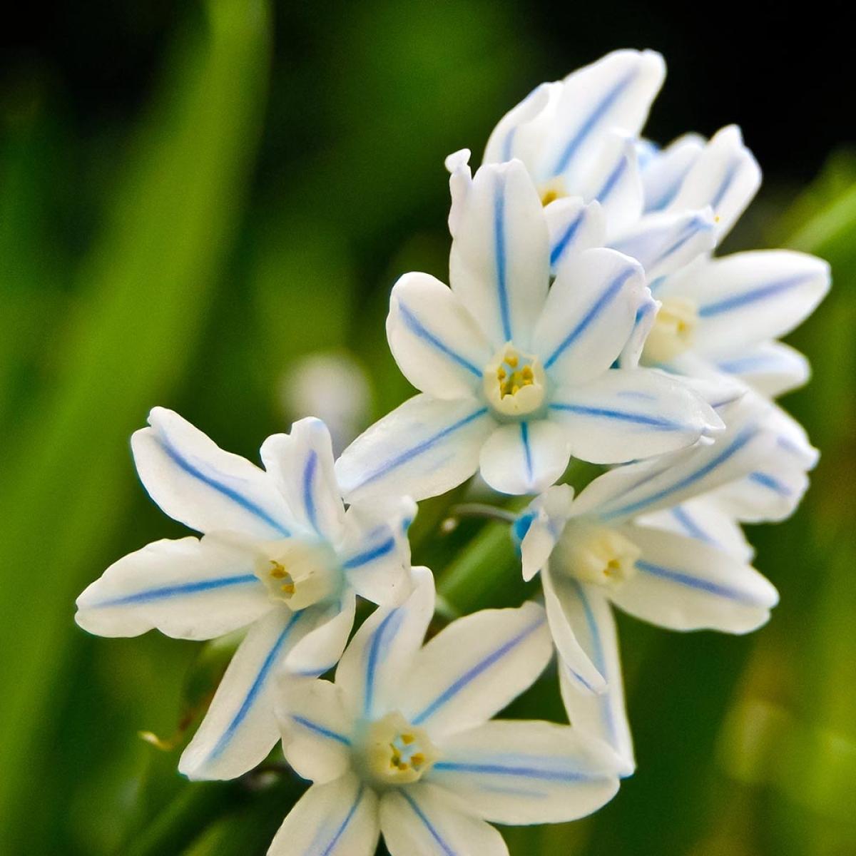 Scille tubergeniana - Les scilles pour le soleil, à fleurs bleu porcelaine.