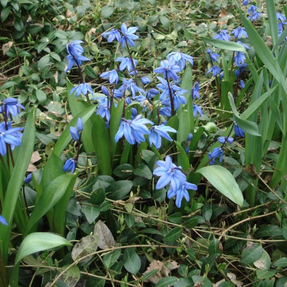Scilla siberica Spring Beauty - Scille de Sibérie - Petite bulbeuse aux ...