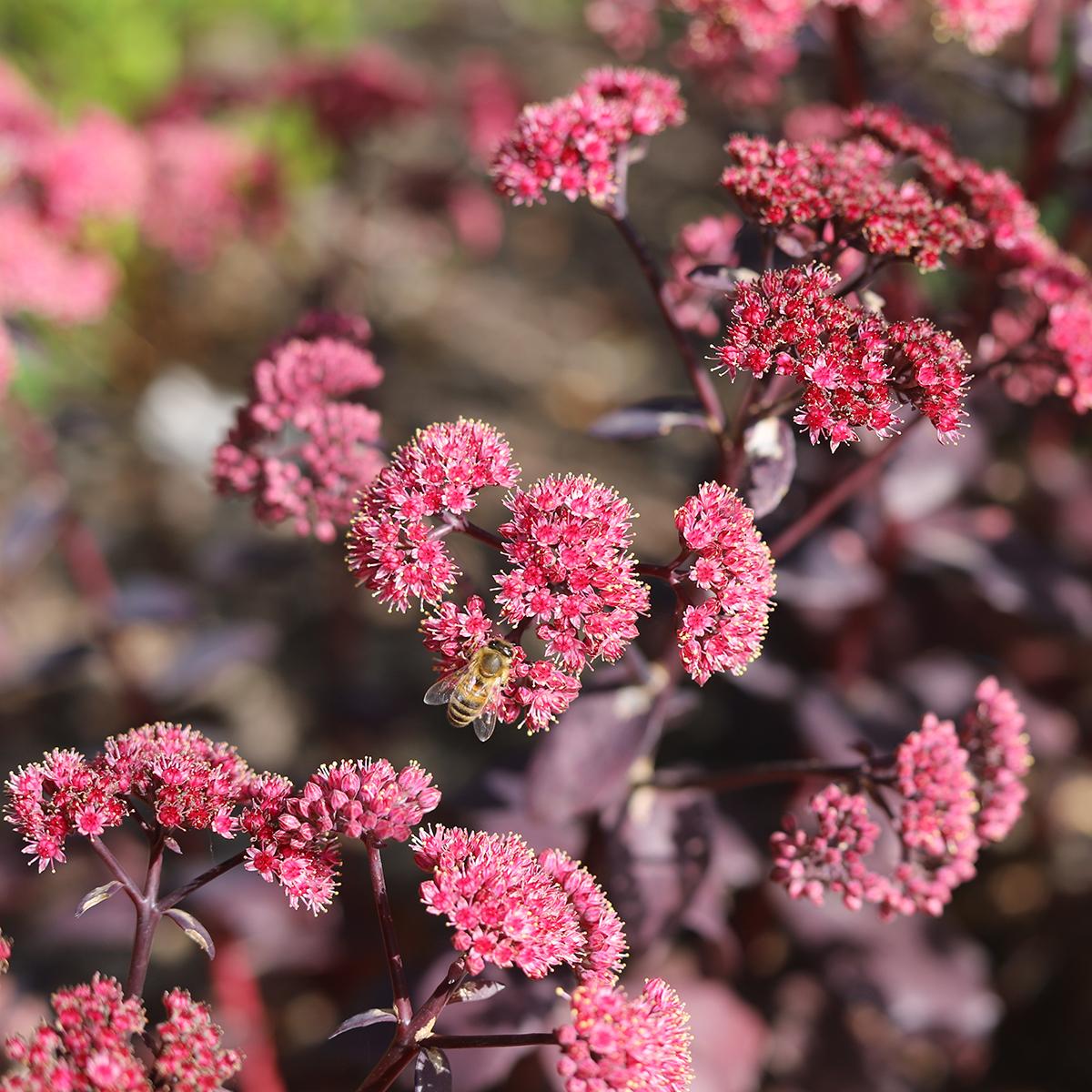 Sedum Mojave Jewels Diamond - Orpin d'automne pourpre à fleurs rose