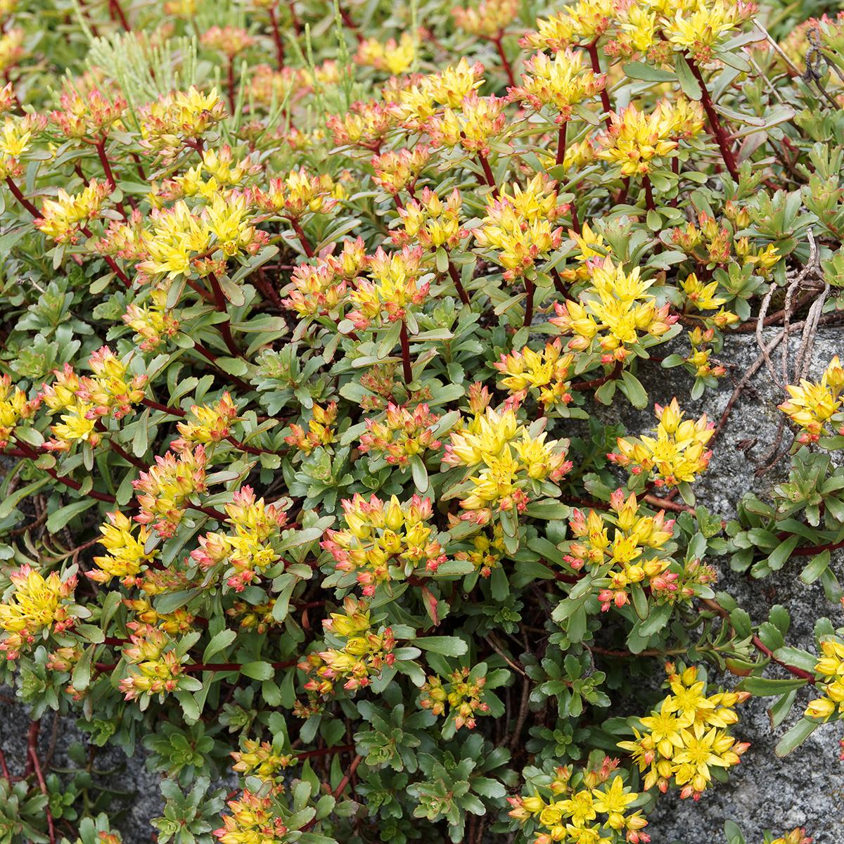 Sedum floriferum Weihenstephaner Gold – Orpin vivace, couvre-sol de ...