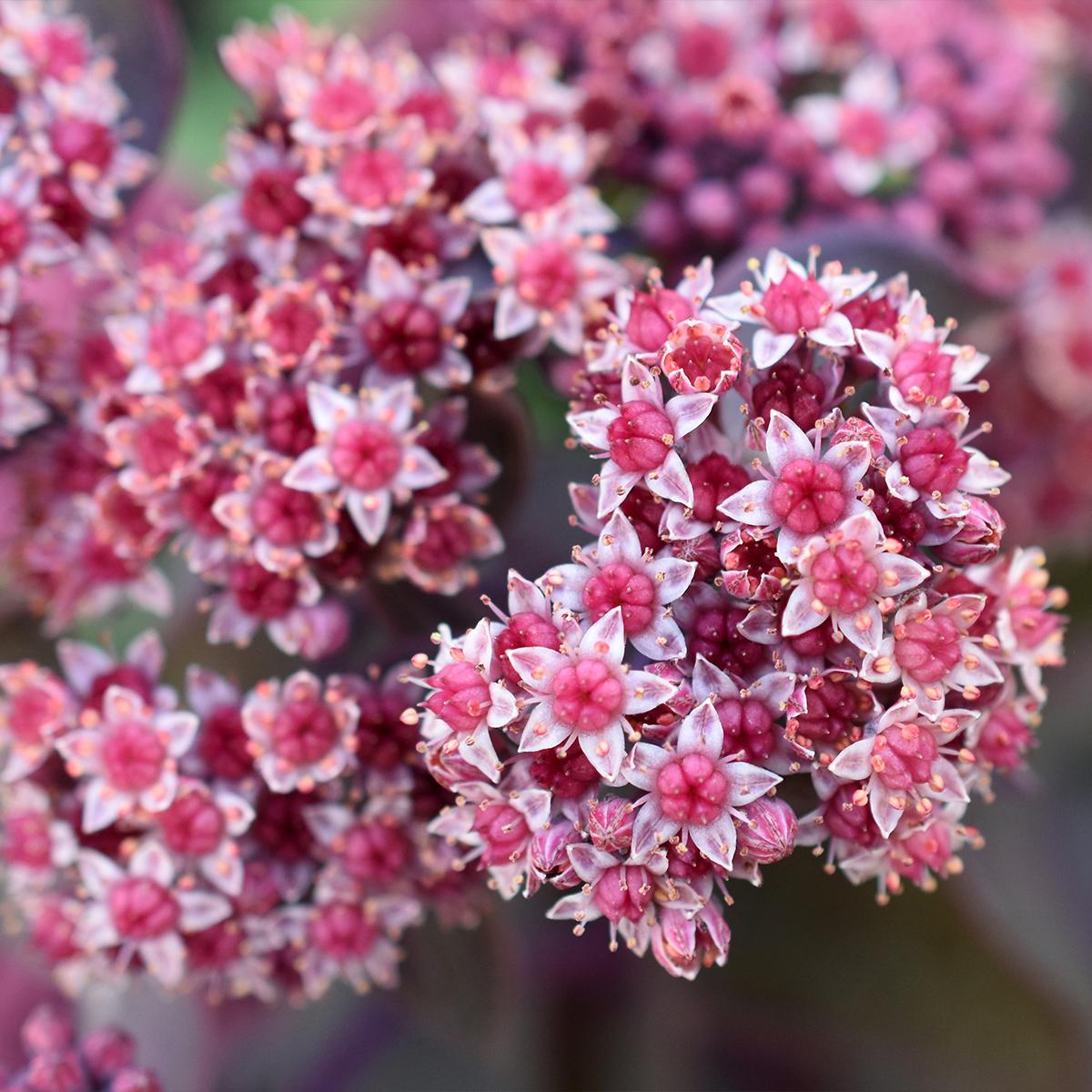 Sedum cauticola Robustum ou Ruby Glow - Orpin au feuillage pourpre et ...