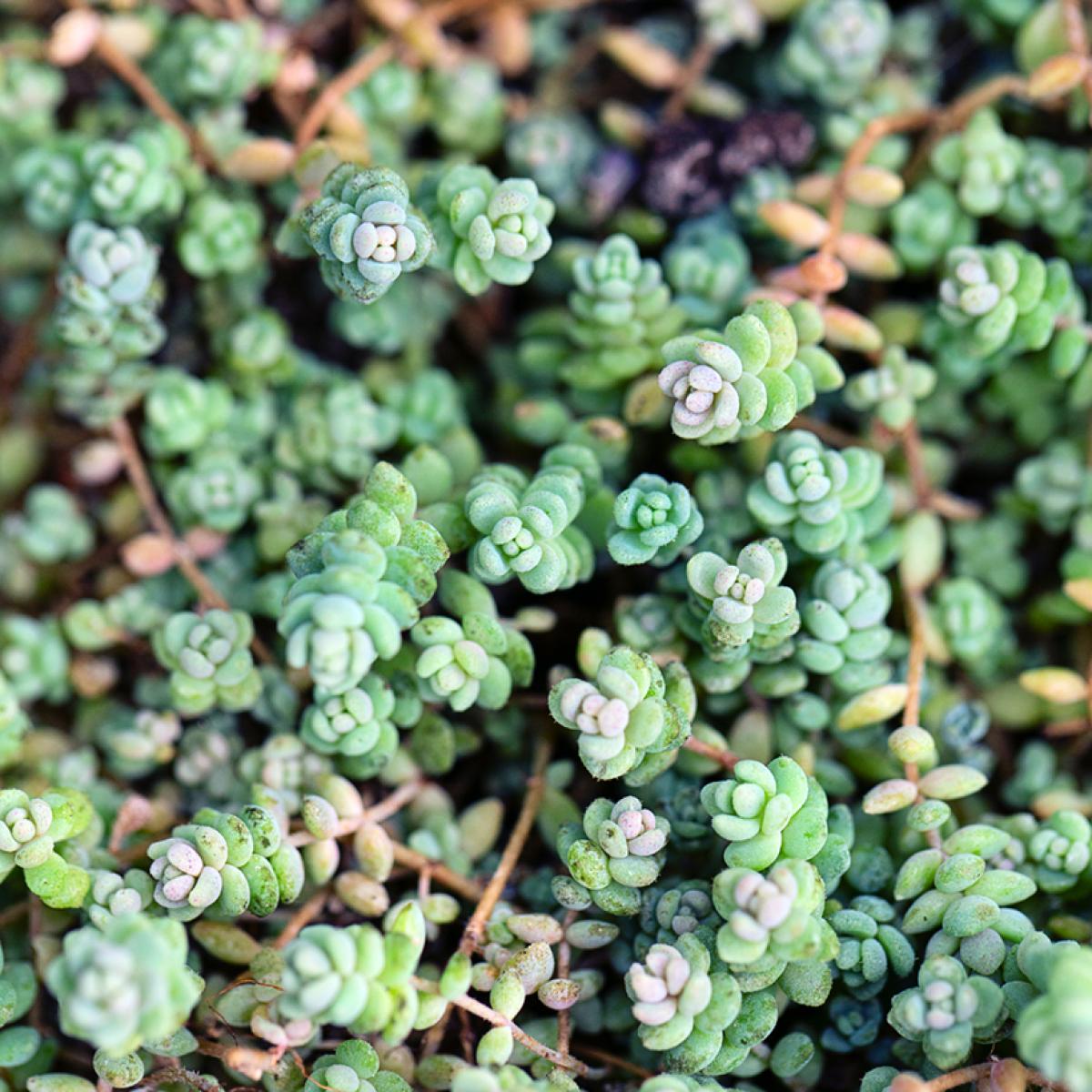 Sedum dasyphyllum - Orpin à feuilles épaisses - Petite vivace ...