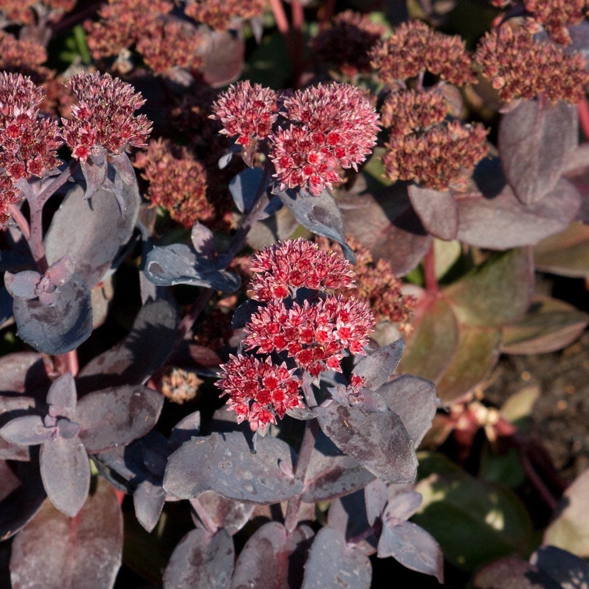 Sedum José Aubergine - Orpin d'automne à feuillage pourpre et fleurs roses