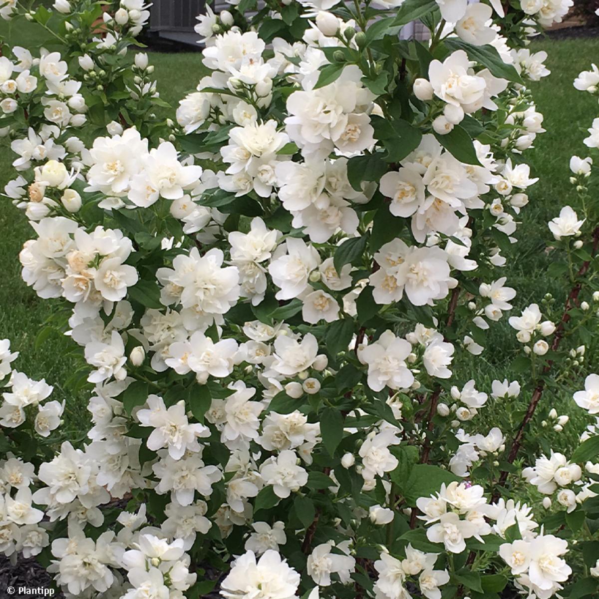 Philadelphus Pearls of Perfume - Seringat blanc aux grandes fleurs ...