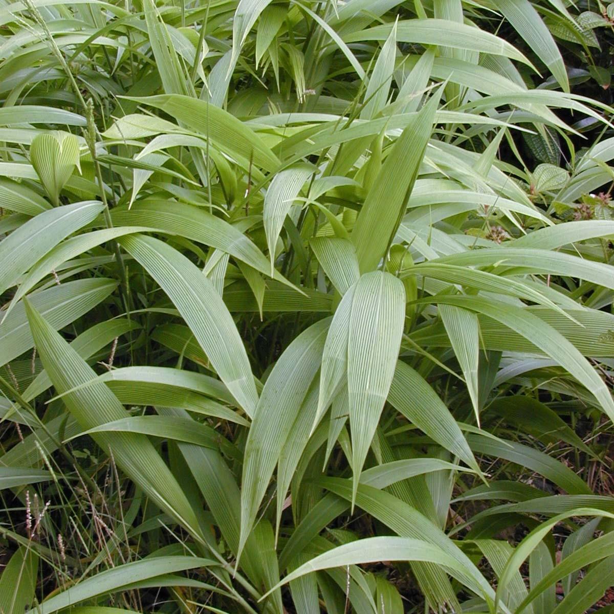 Setaria palmifolia - Graminée exotique évoquant le cocotier