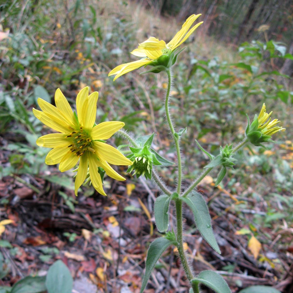 Silphium mohrii - Vivace de terrain sec à fleurs jaunes