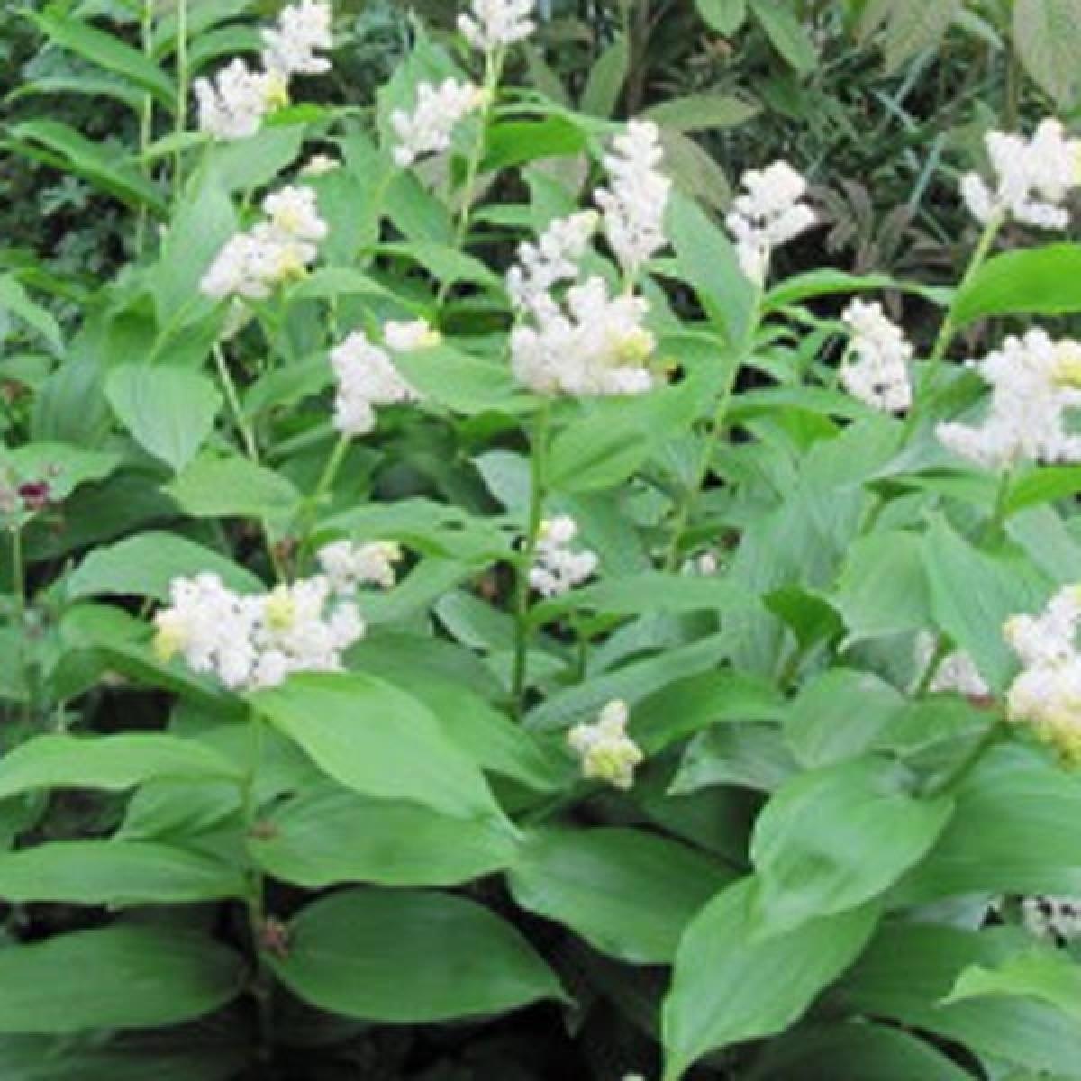 Smilacina racemosa - Vivace d'ombre aux légères fleurs blanches au ...