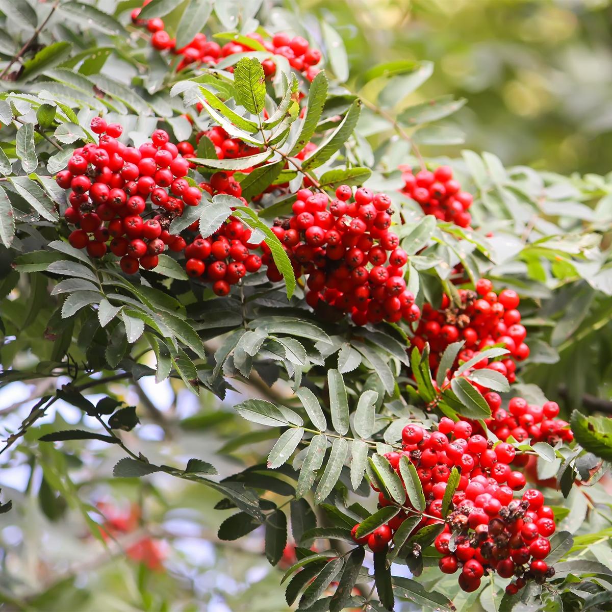 Sorbus aucuparia Sheerwater Seedling - Sorbier des oiseleurs à port ...