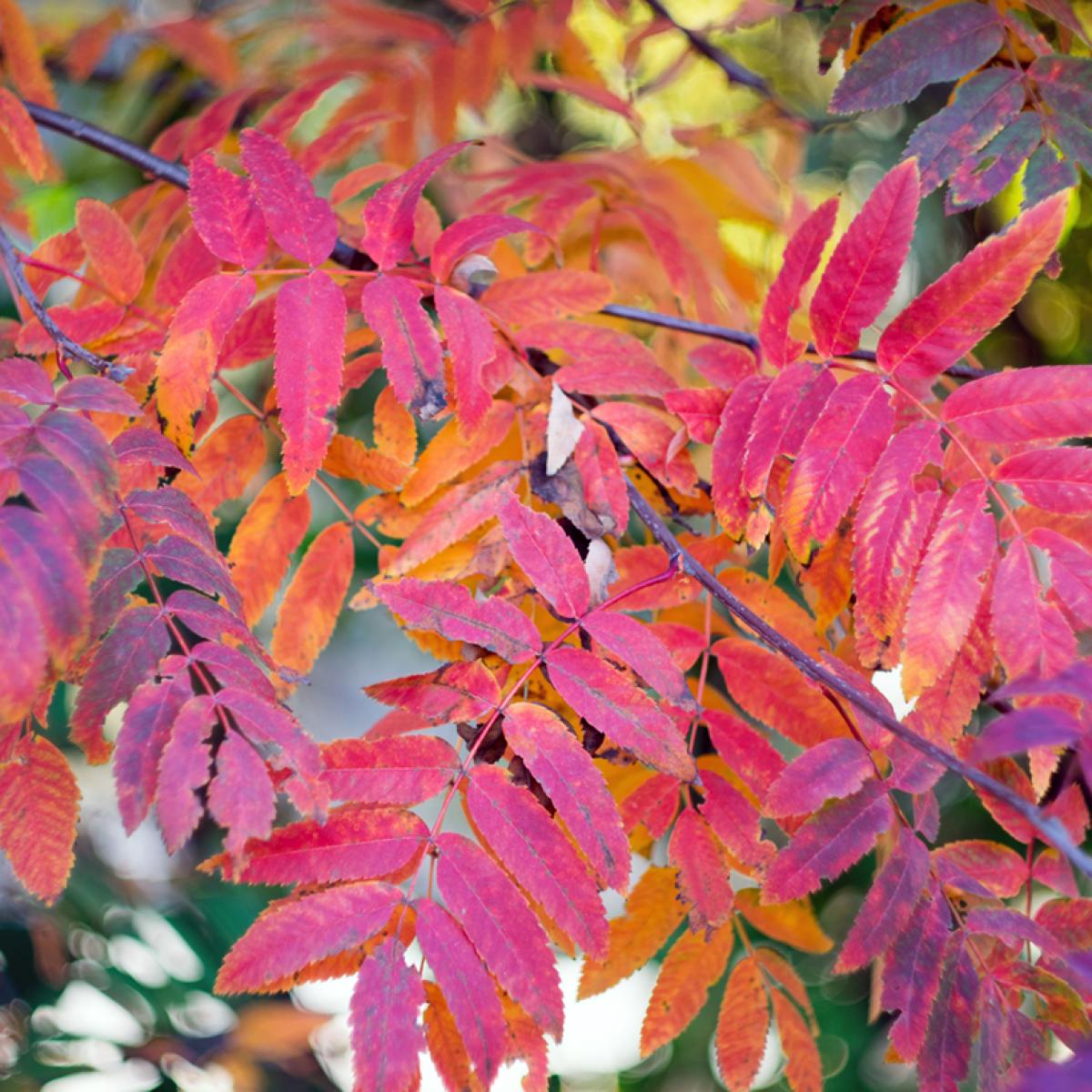 Sorbus Aucuparia Wettra Sorbier Des Oiseleurs Au Port Dress Sorbus Aucuparia Wettra Sorbier Des Oiseleurs Au Port Dress