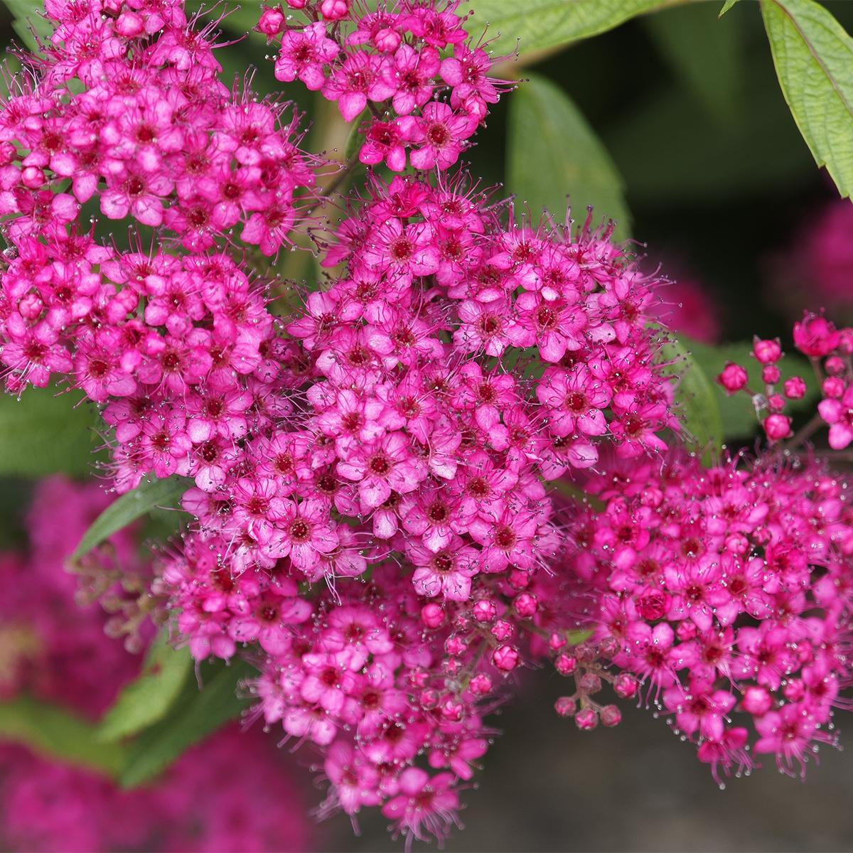 Spiraea japonica Neon Flash - Arbuste compact à fleurs rose vif