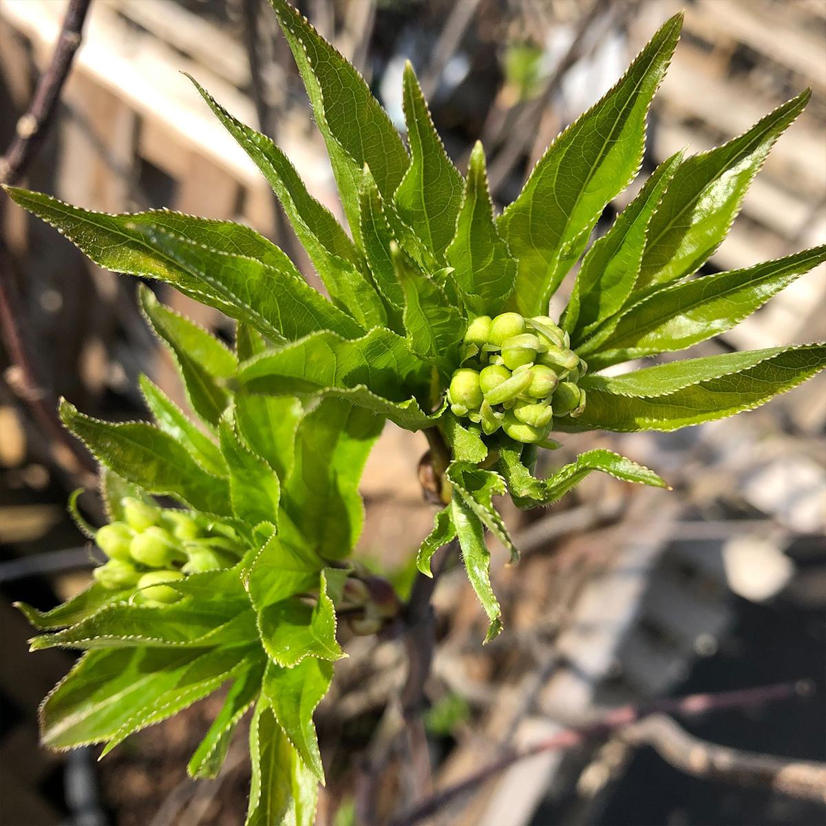 Staphylea colchica Black Jack - Faux pistachier, arbuste à feuillage ...