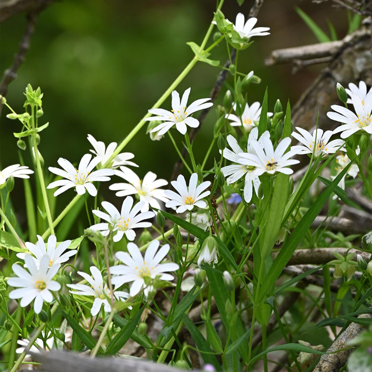 Stellaria ou Rabelera holostea - Stellaire holostée