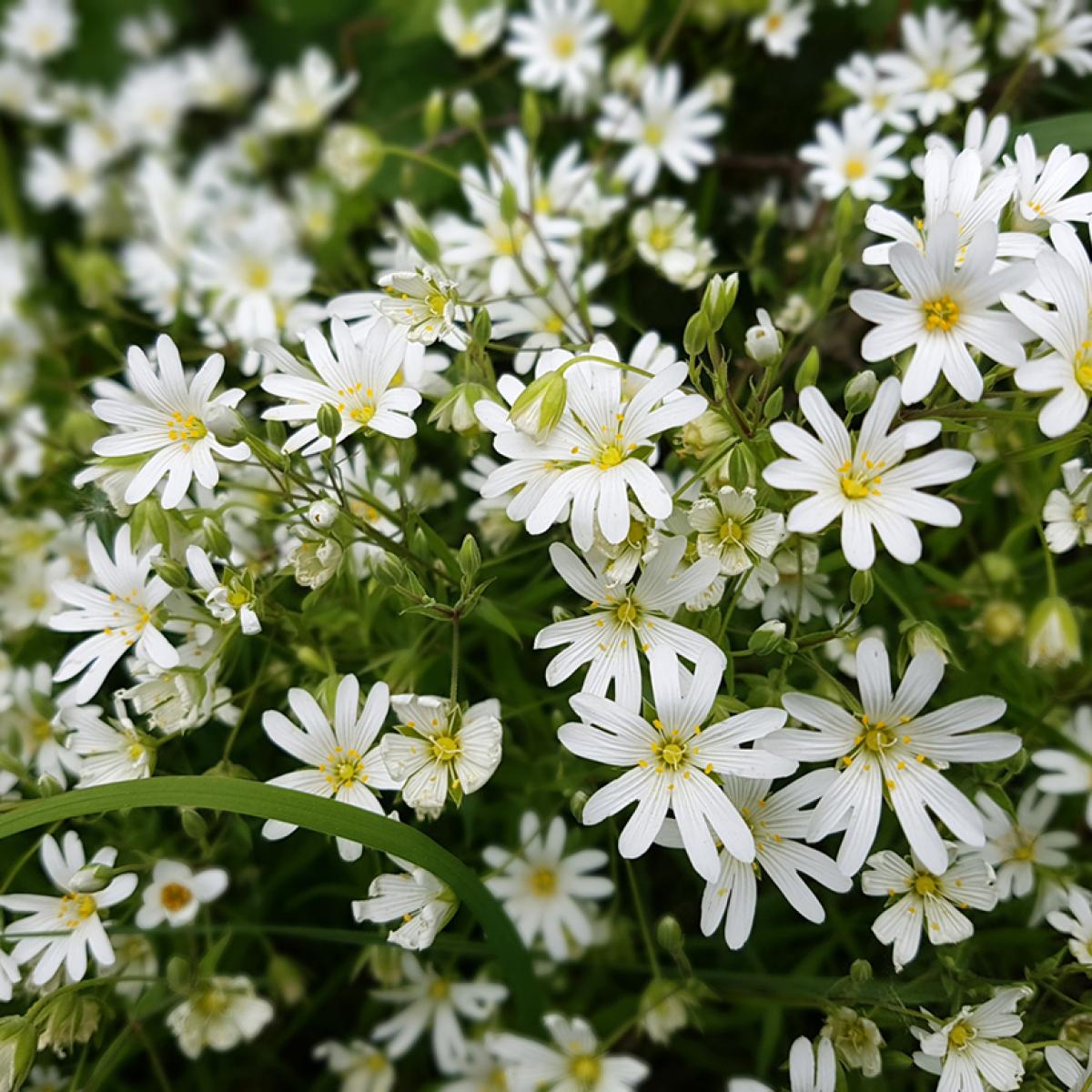 Stellaria ou Rabelera holostea - Stellaire holostée