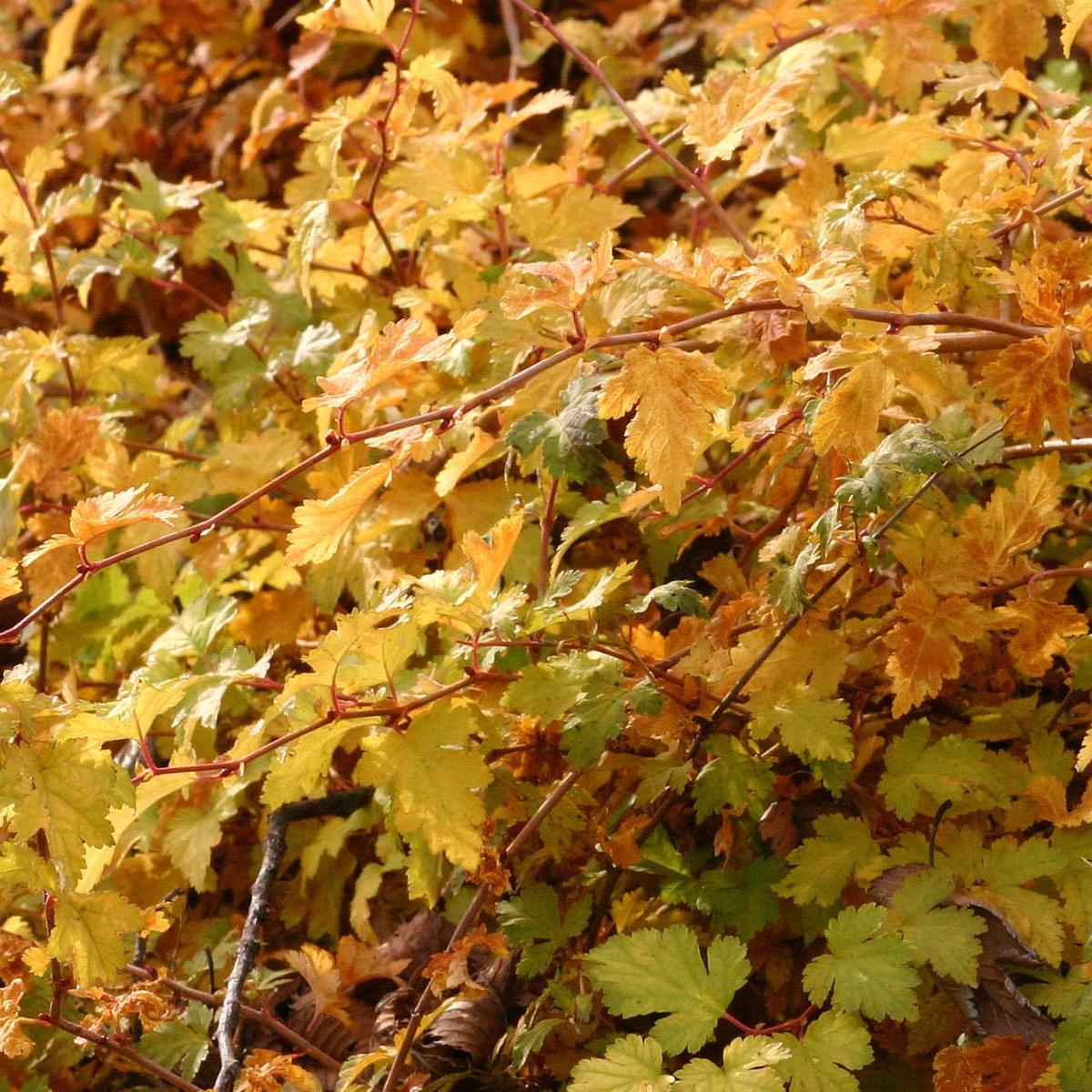 Stephanandra incisa Crispa - Gracieux arbuste compact aux tiges arquées