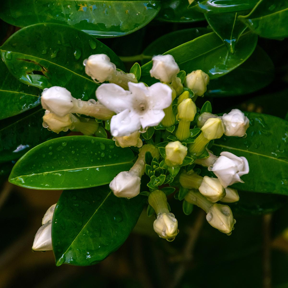 Jasmin de Madagascar - Stephanotis floribunda - Grimpante à fleurs ...