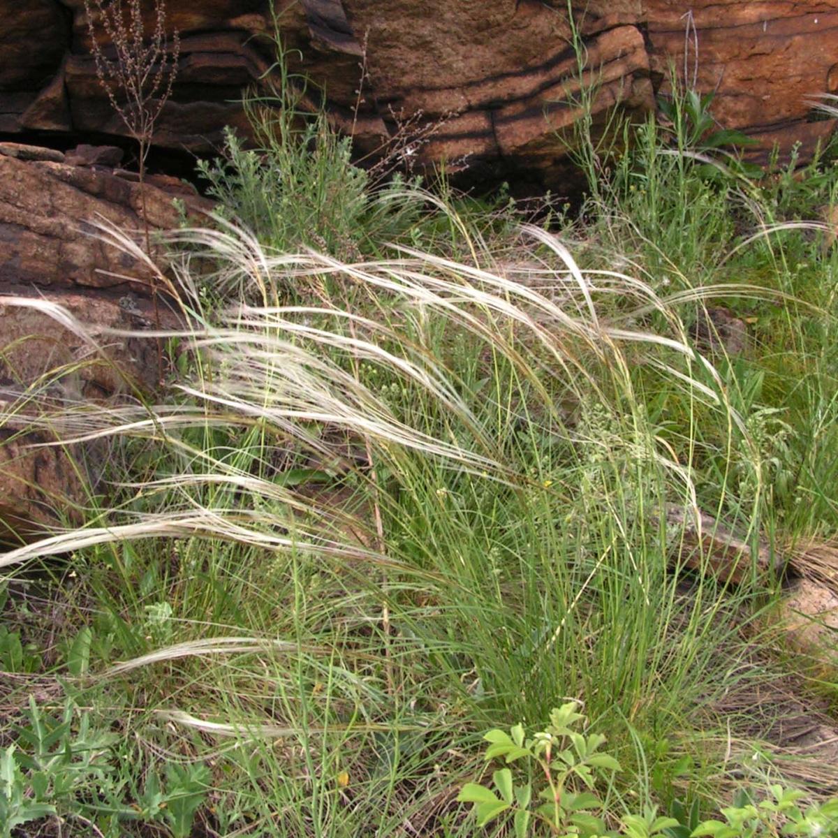 Stipa pulcherrima - Stipe admirable - Une graminée vivace infiniment ...