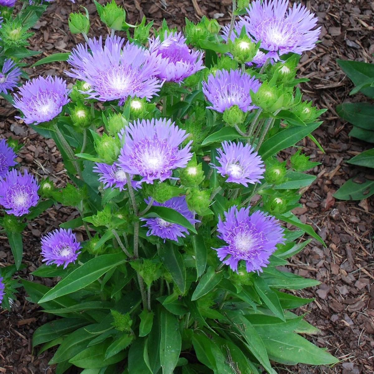 Stokesia laevis Blue Star - Bleuet d'Amérique - Vivace en rosette ...