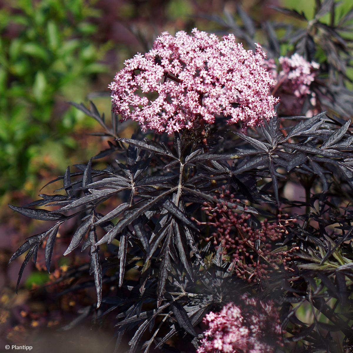 Sambucus nigra Cherry Lace Hyfjolais - Sureau au feuillage sombre ...