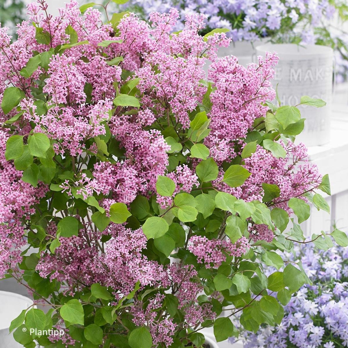 Syringa meyeri Flowerfesta Pink - Lilas nain parfumé à grosses grappes ...